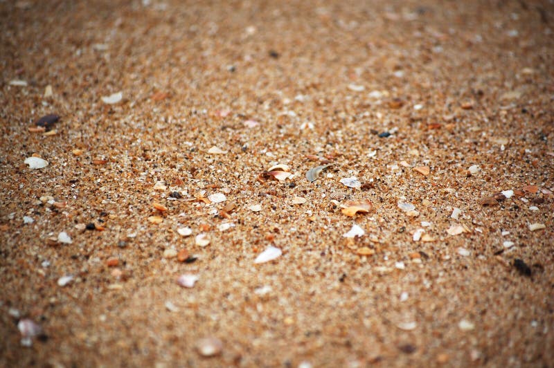 Texture of Sand and Sea Shells (focus Middle) Stock Photo - Image of ...