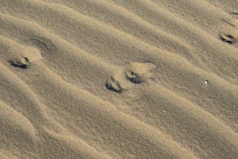 The Texture of a Sandy Surface with Natural Waves Formed by the Winds ...