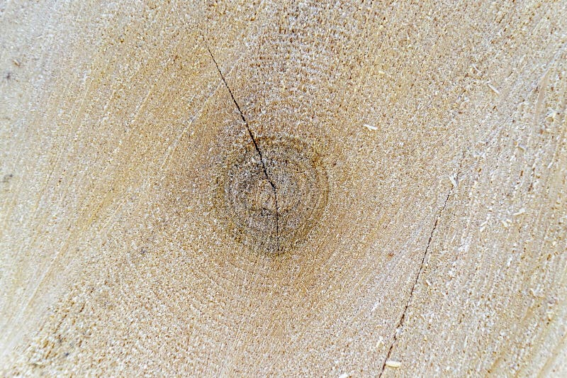 The texture of a sawn tree stock photo. Image of hardwood - 270235994
