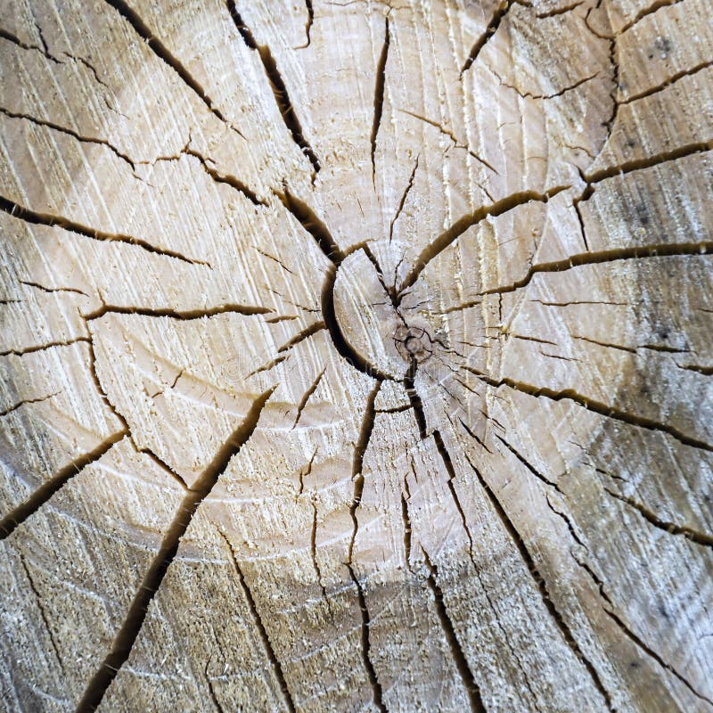 The texture of a sawn tree stock image. Image of wood - 269177253