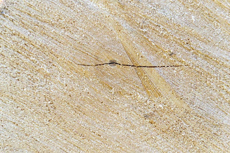 The texture of a sawn tree stock photo. Image of ring - 269980714