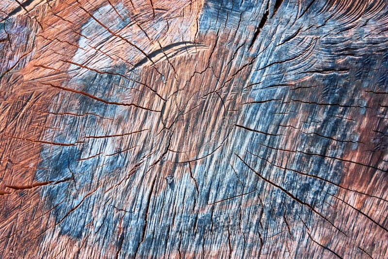 Texture of Sawn Wood. Brown Wood Texture with Wood Rings. Stock Photo ...