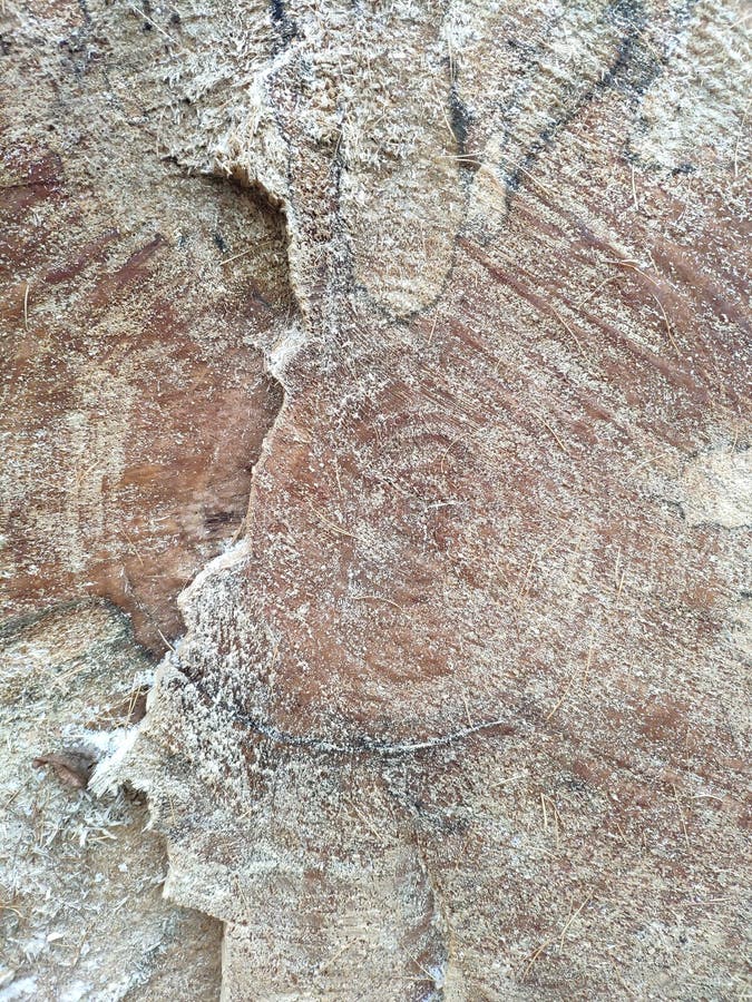 Texture of a Sawn Wood. Recently Sawn Elm Tree Trunk Stock Photo ...
