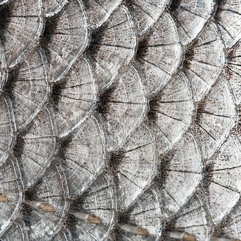 43+ Fish fin texture Free Stock Photos - StockFreeImages