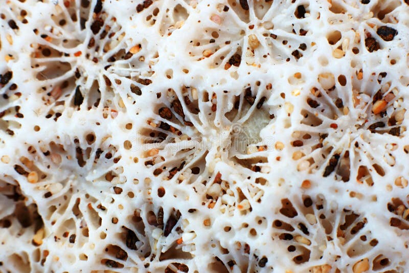 Texture of Sea Corals, Closeup Stock Photo - Image of closeup, idea ...
