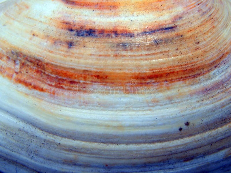 Texture of the sea shell stock photo. Image of seashell - 121779116