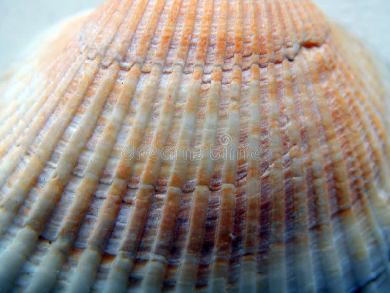 Texture of the sea shell stock image. Image of mollusk - 121779279