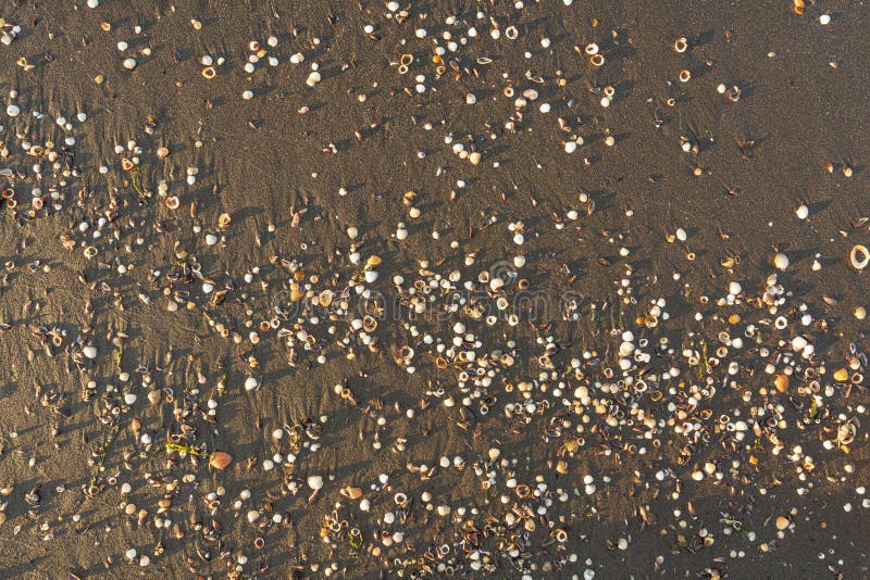 Texture of Sea Sand with Shells Stock Image - Image of idyllic, golden ...