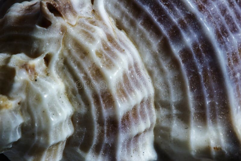 Close Up of a Spiral and Curly Shell Texture Stock Image - Image of ...
