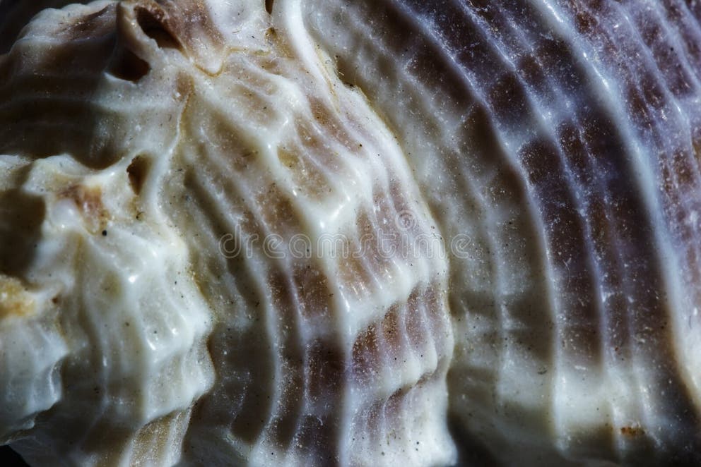 Close Up of a Spiral and Curly Shell Texture Stock Image - Image of ...