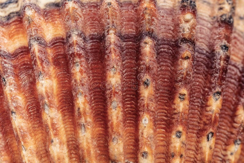 Texture of sea shell. stock image. Image of seashell - 128227535