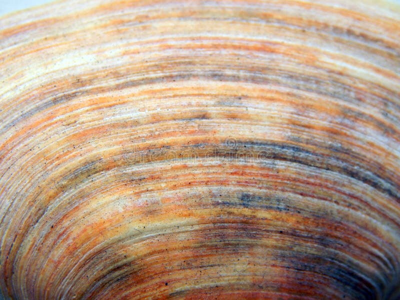 Texture of the sea shell stock photo. Image of blue - 121779104
