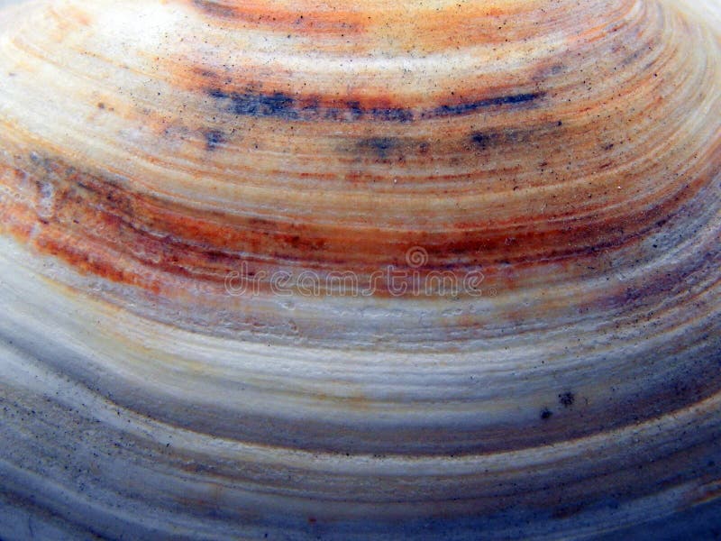 Texture of the sea shell stock image. Image of ocean - 121779223