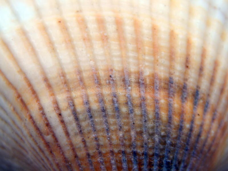 Texture of the sea shell stock photo. Image of blue - 121779238