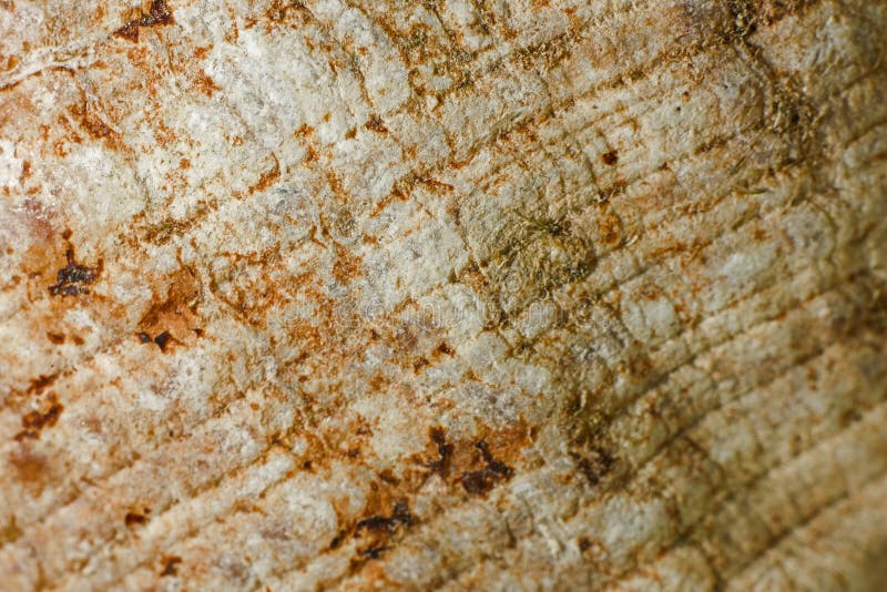 Texture of Sea Shell Surface Stock Image - Image of motherpearl, beige ...