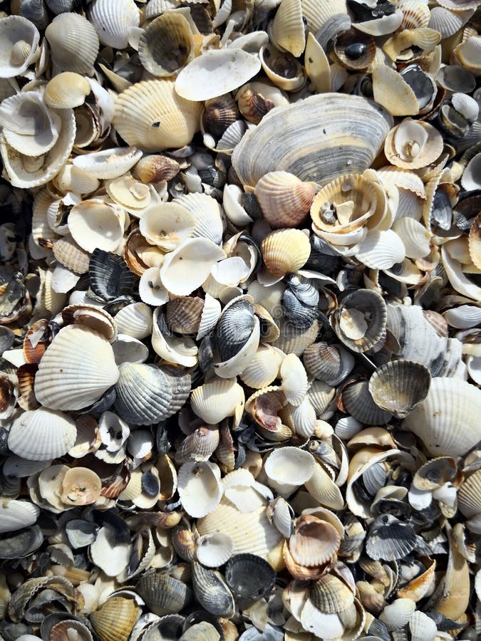 Texture of sea shells stock photo. Image of pattern - 125631274
