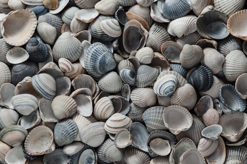 Common Cockles, Edible Saltwater Clams, Underwater on Seabed Stock ...