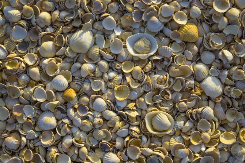 Texture of Sea Shells on the Sea Shore Stock Image - Image of sand ...