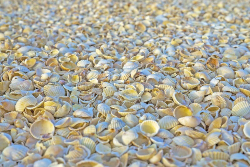 Texture of Sea Shells on the Sea Shore Stock Photo - Image of texture ...