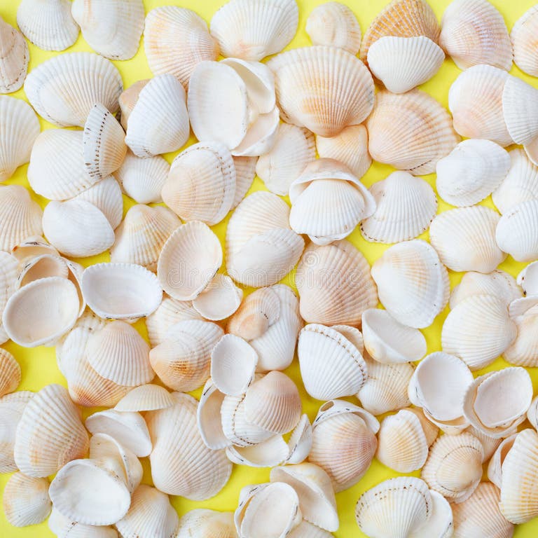 Texture of Sea Shells. Square Photo. Top View. Stock Image - Image of ...