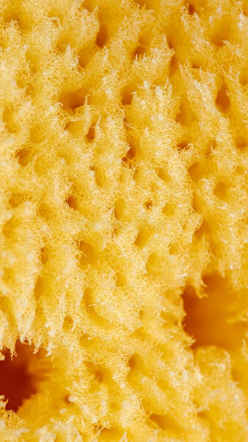 Texture of a Sea Sponge Close Up. Stock Photo - Image of beauty ...