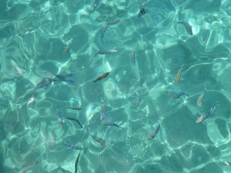 Texture of Sea Water Along with Fish in the Red Sea Stock Photo - Image ...
