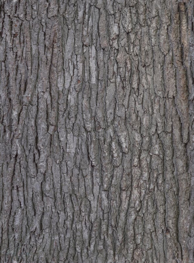 Seamless Bark Substrate Texture Stock Photo - Image of texture ...