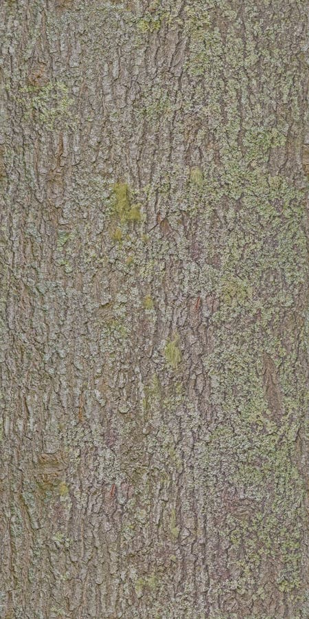 Texture Seamless Bark Wood, High Quality Stock Image - Image of fresh ...
