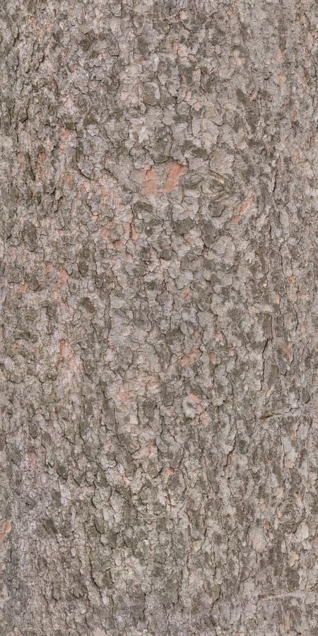 Texture Seamless Bark Wood, High Quality Stock Photo - Image of surface ...