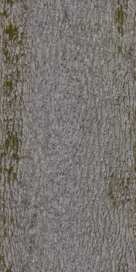 Texture Seamless Bark Wood, High Quality Stock Photo - Image of rough ...