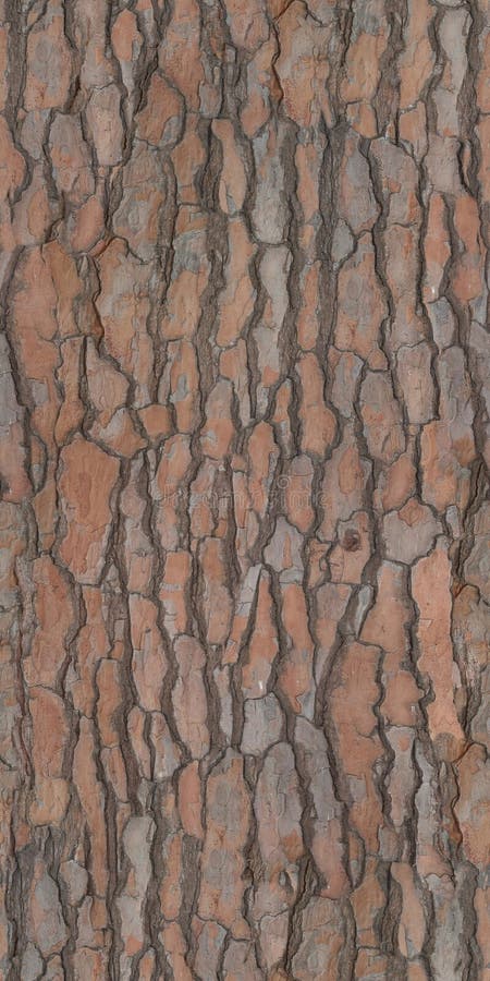 Texture Seamless Bark Wood, High Quality Stock Image - Image of macro ...