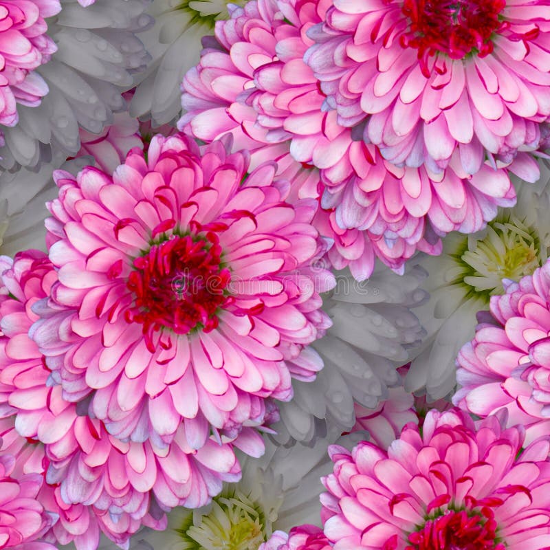 Texture of a Seamless Pattern with Colors. Pink Daisies. Decorative ...
