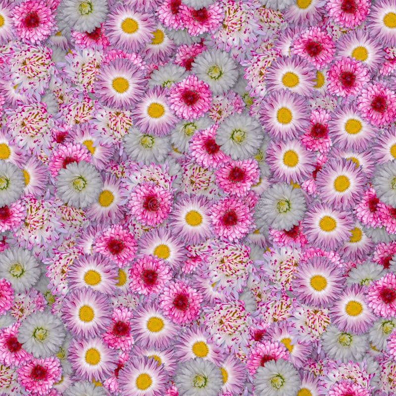 Texture of a Seamless Pattern with Colors. Pink Daisies. Decorative ...