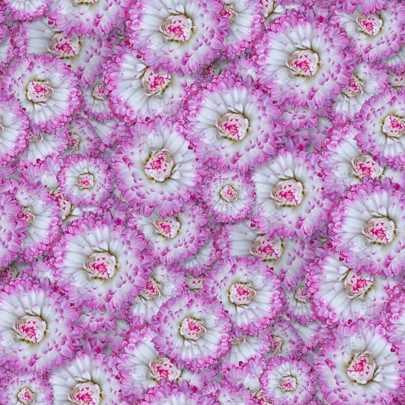 Texture of a Seamless Pattern with Colors. Pink Daisies. Decorative ...