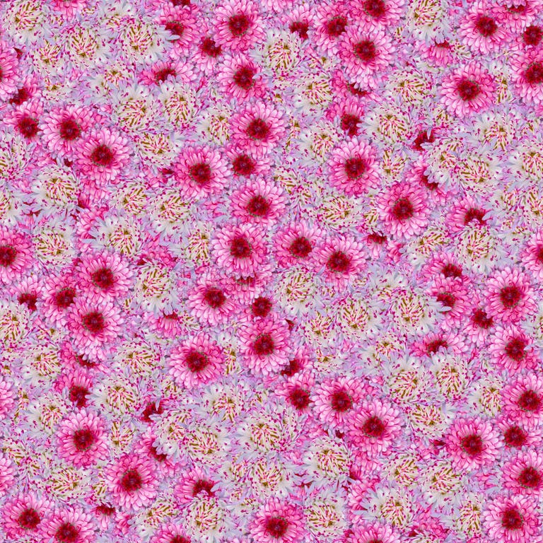 Texture of a Seamless Pattern with Colors. Pink Daisies. Decorative ...