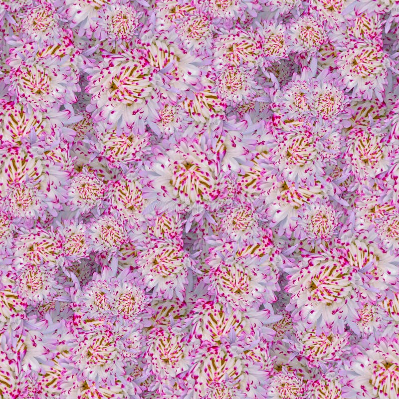 Texture of a Seamless Pattern with Colors. Pink Daisies. Decorative ...