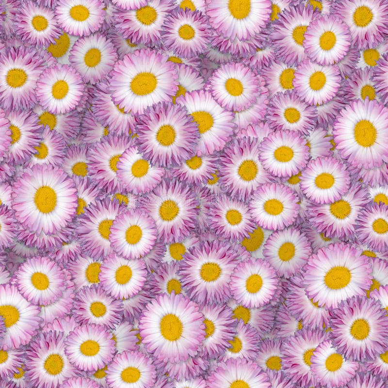 Texture of a Seamless Pattern with Colors. Pink Daisies. Decorative ...