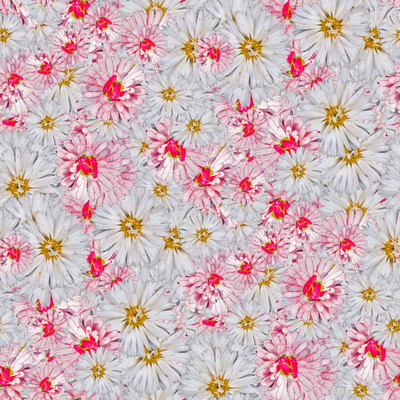 Texture of a Seamless Pattern with Colors. Pink Daisies. Decorative ...