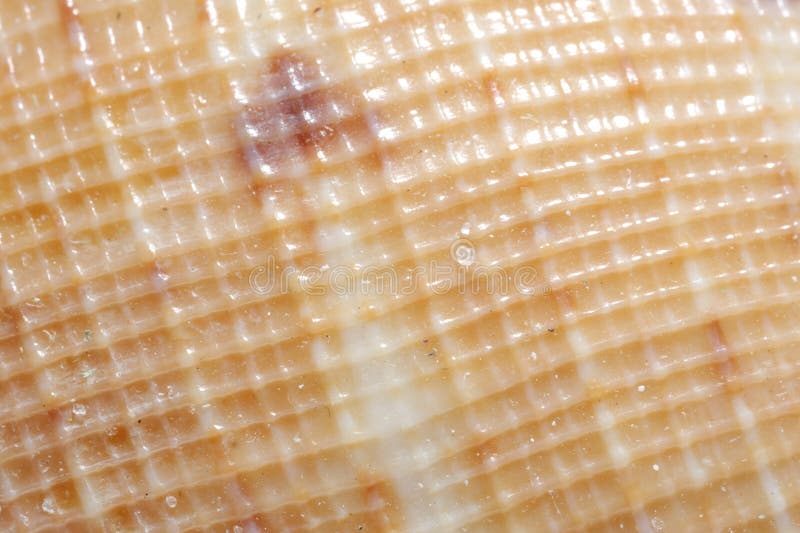 Texture of Seashell As Background, Closeup View Stock Image - Image of ...