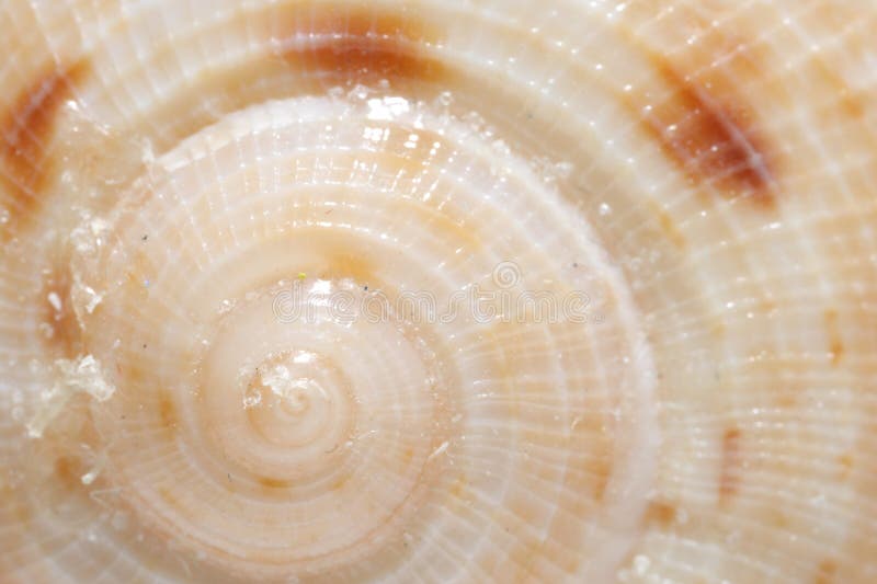 Texture of Seashell As Background, Closeup View Stock Image - Image of ...