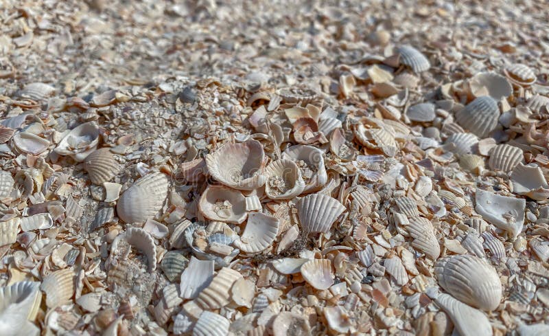 The Texture of the Seashell Sandy Beach on the Seashore. Close-up ...