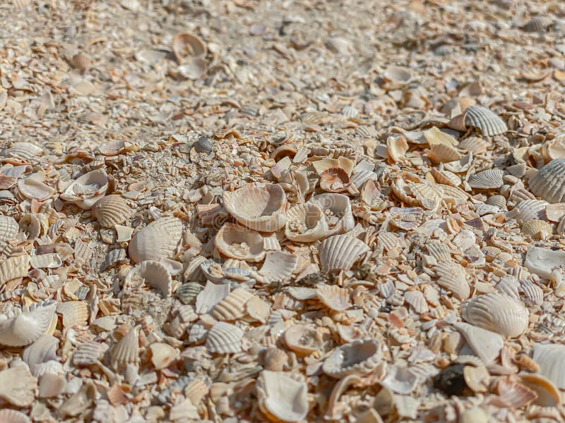 Seashell on Sandy Sea Beach. Shells Conch on Sand, Holiday Vacation ...