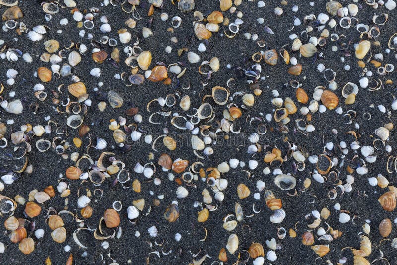Texture of Seashells on Black Coastal Sand Stock Image - Image of ...