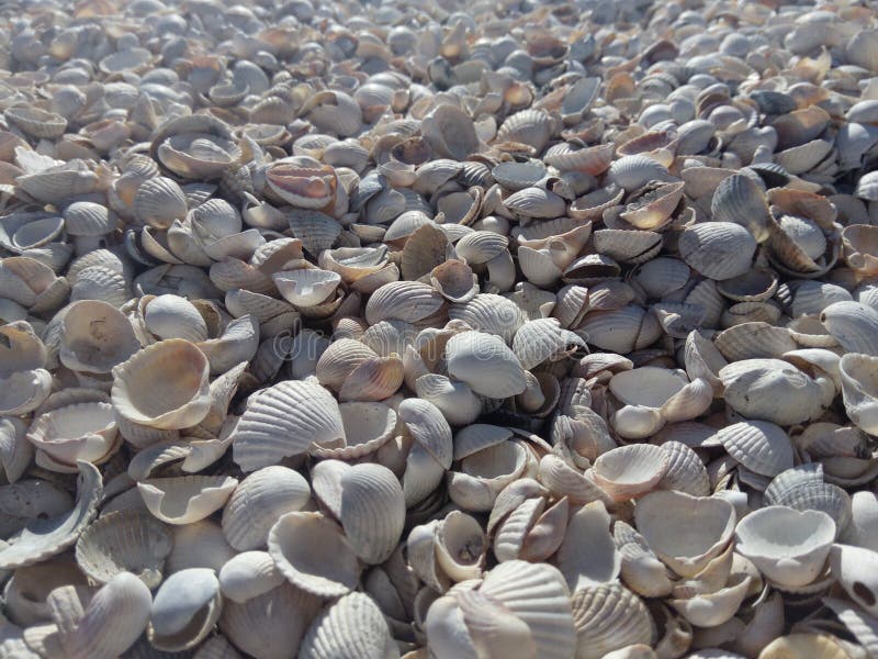Shell Beach, Many Shells, Seashells Close-up Stock Image - Image of ...
