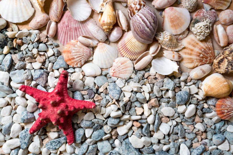 Texture of Seashells and Starfish Lying on Seashore Stock Image - Image ...