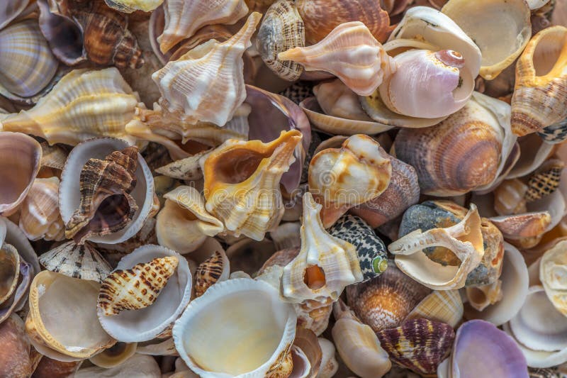 Seashell Background, Lots of Different Seashells Piled Together Stock ...