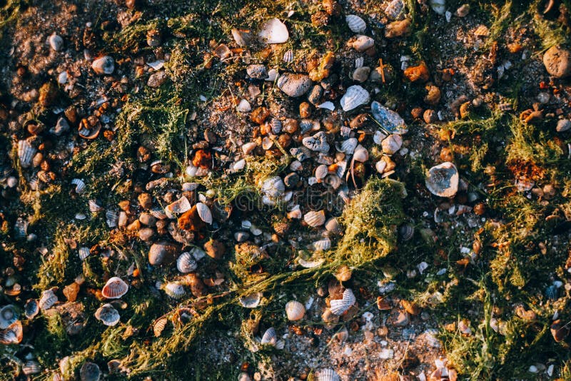 Wet Sand with Shells and Rocks at Beach or Coast Stock Image - Image of ...