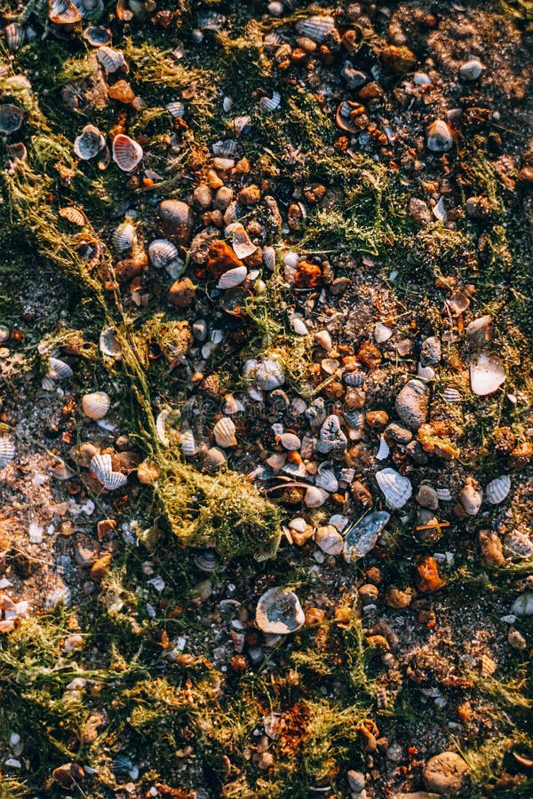 Wet Sand with Shells and Rocks at Beach or Coast Stock Image - Image of ...