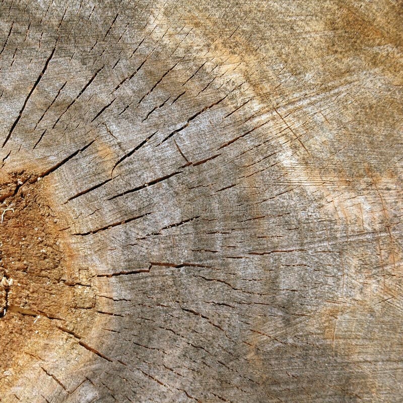 Texture Section of Old Tree Stock Image - Image of material, sample ...