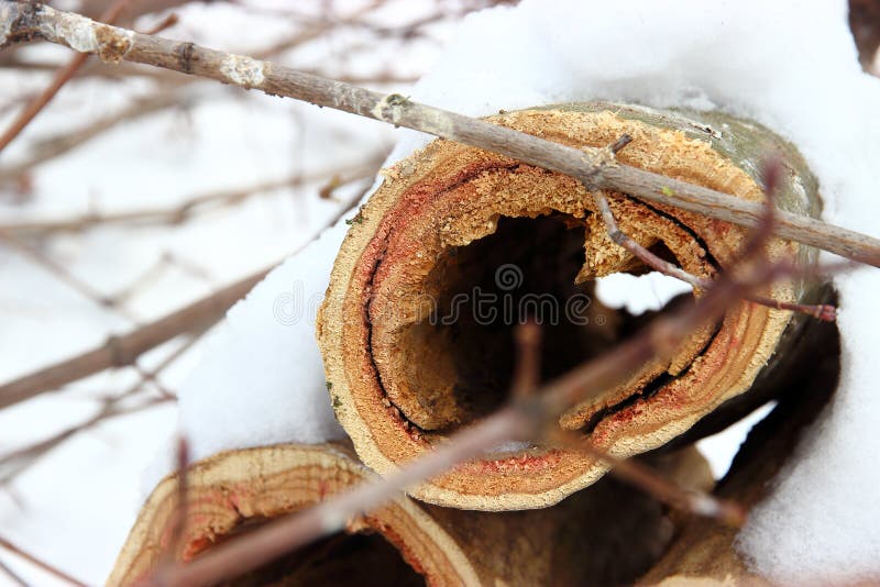 Texture of a Section of a Tree Trunk with a Fallen Core Stock Image ...